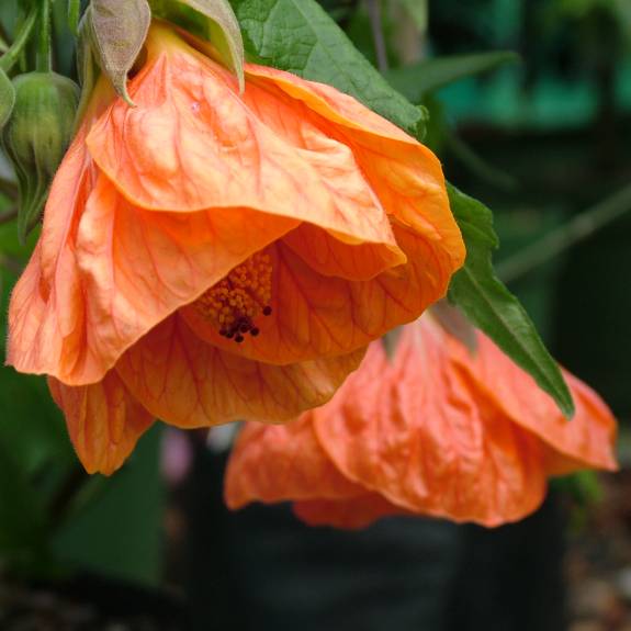 Abutilon_Defiance_Flower_3L | Kaipara Coast Plant Centre & Sculpture ...
