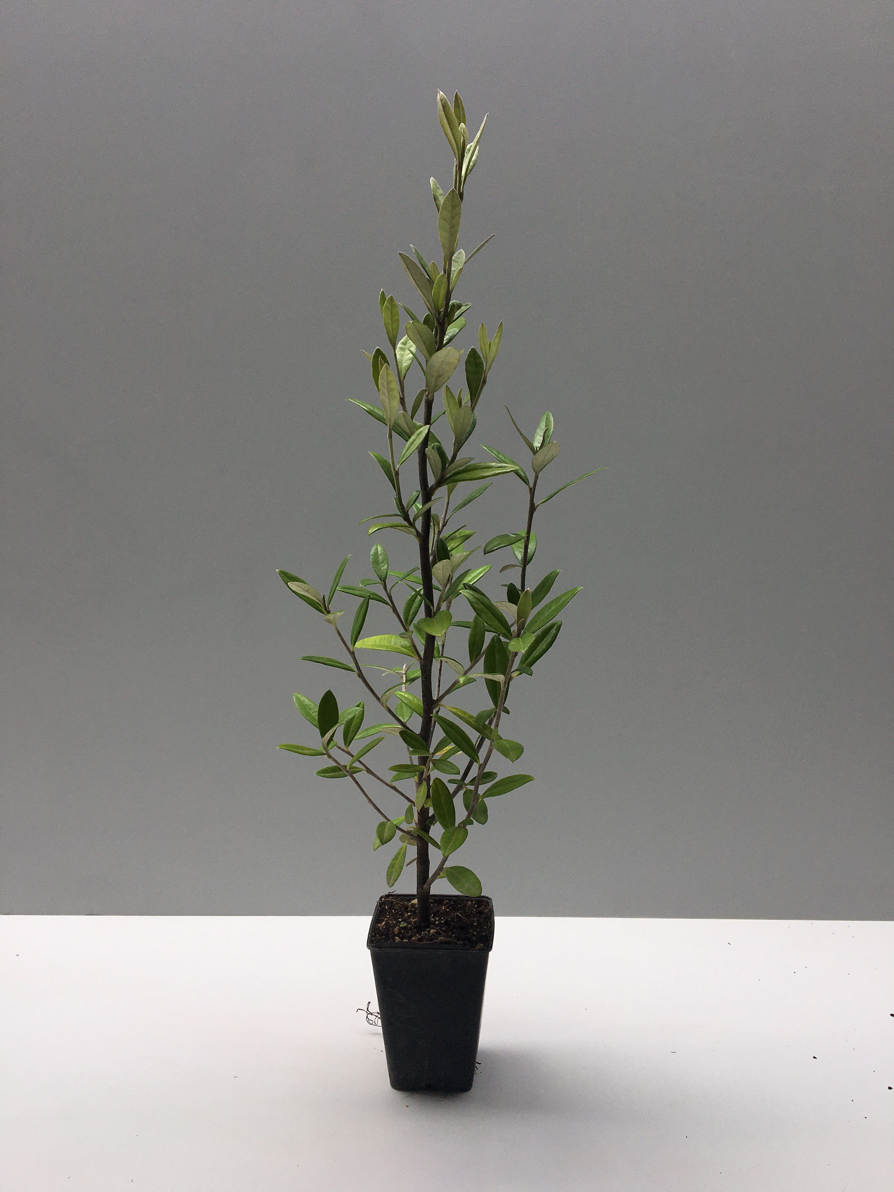 Corokia_Geentys_Green_0.75L_pot | Kaipara Coast Plant Centre ...