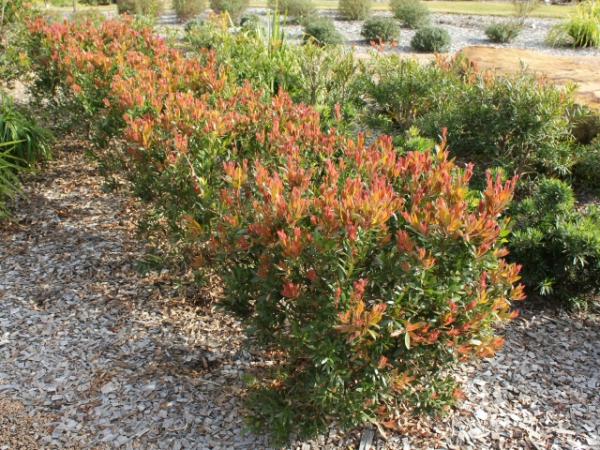 CALLISTEMON ‘RED ALERT’ | Kaipara Coast Plant Centre & Sculpture Gardens