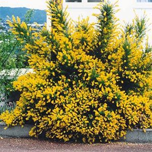 GENISTA ‘YELLOW IMP’ | Kaipara Coast Plant Centre & Sculpture Gardens
