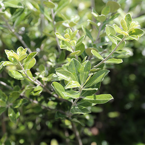 Pitto Crassifolium Karo | Kaipara Coast Plant Centre & Sculpture Gardens