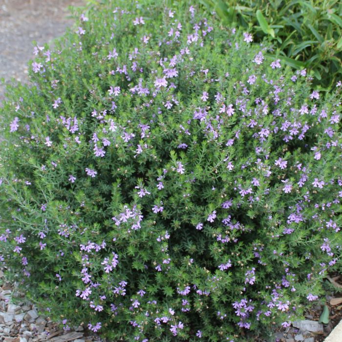 WESTRINGIA ‘GLABRA’ | Kaipara Coast Plant Centre & Sculpture Gardens
