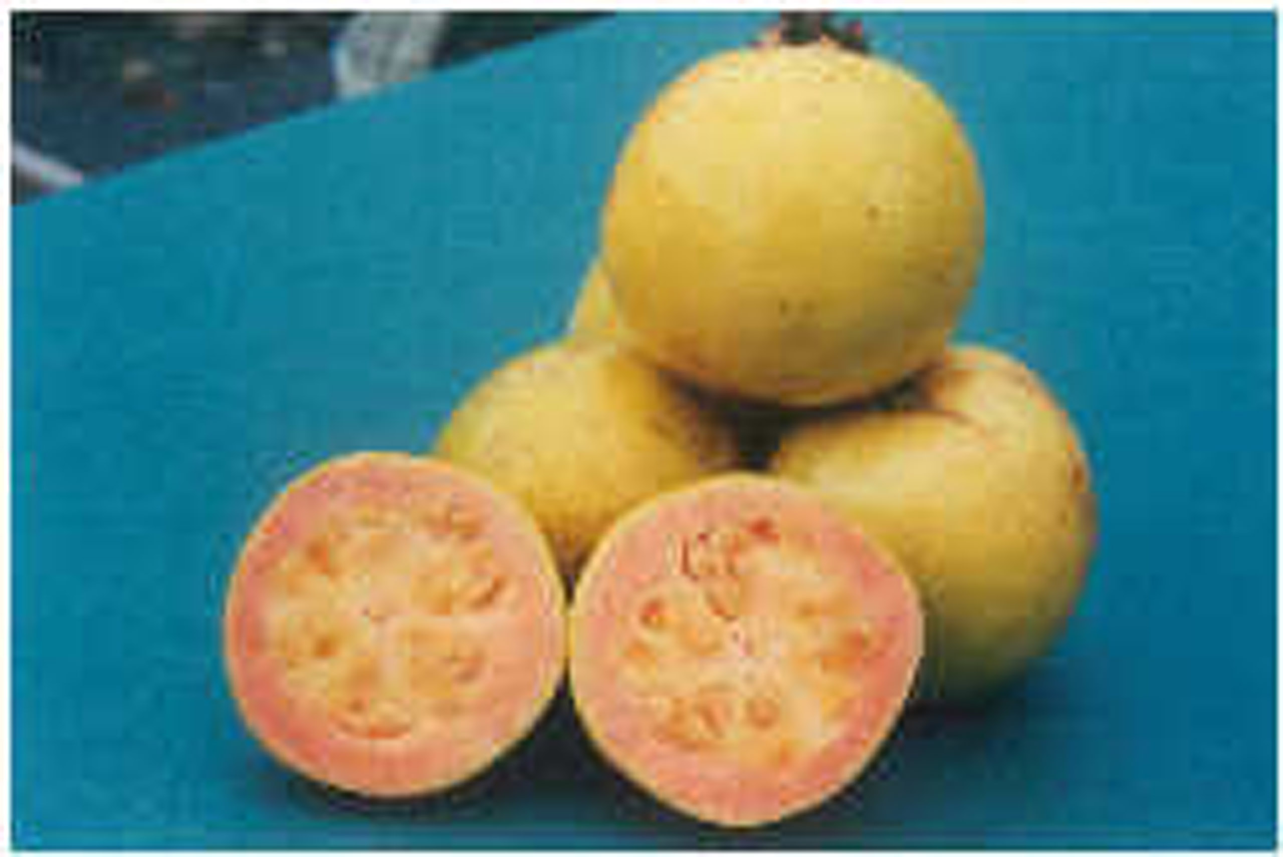 tropical guava – Kaipara Coast Plant Centre & Sculpture Gardens