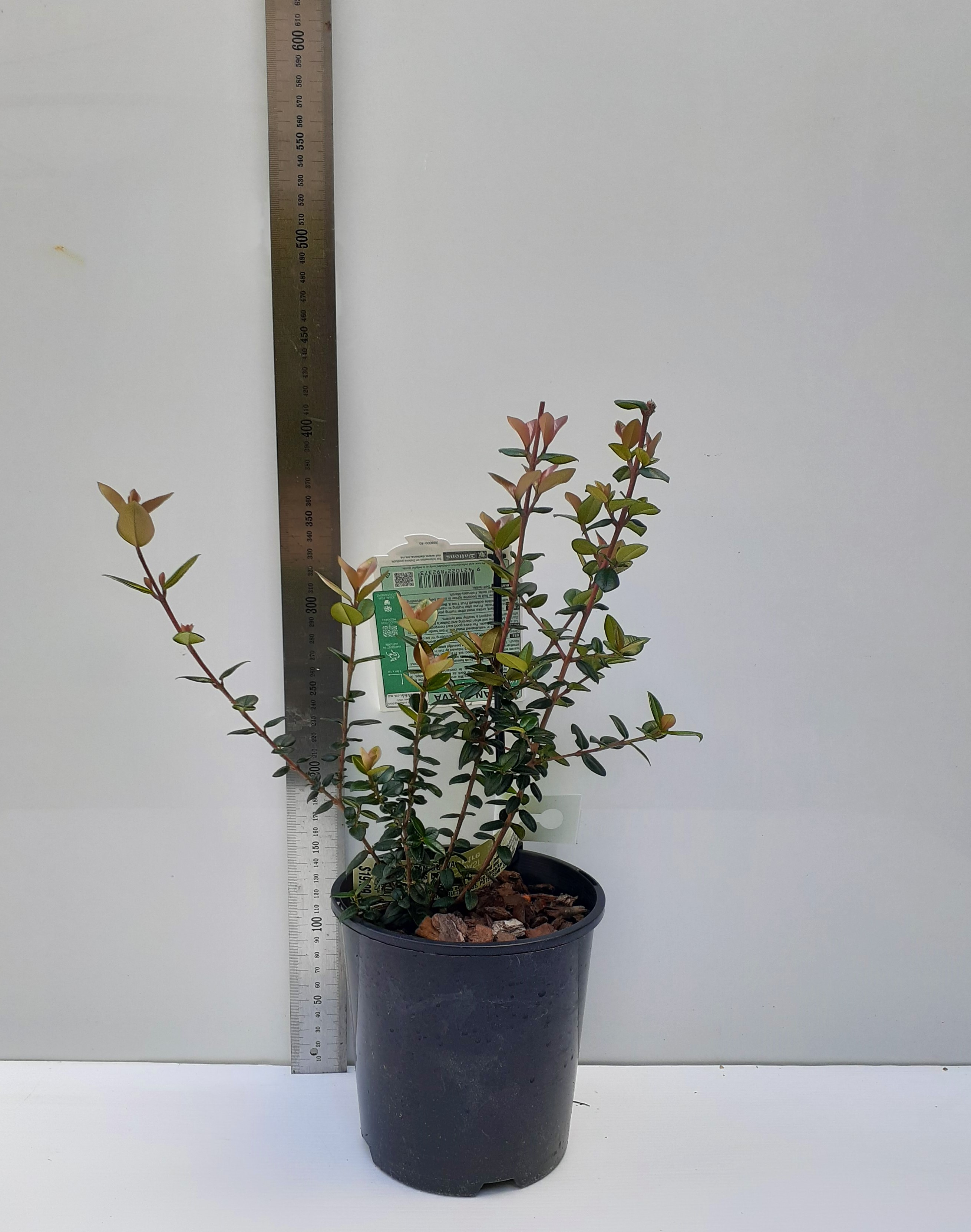 Chilean Guava – Kaipara Coast Plant Centre & Sculpture Gardens