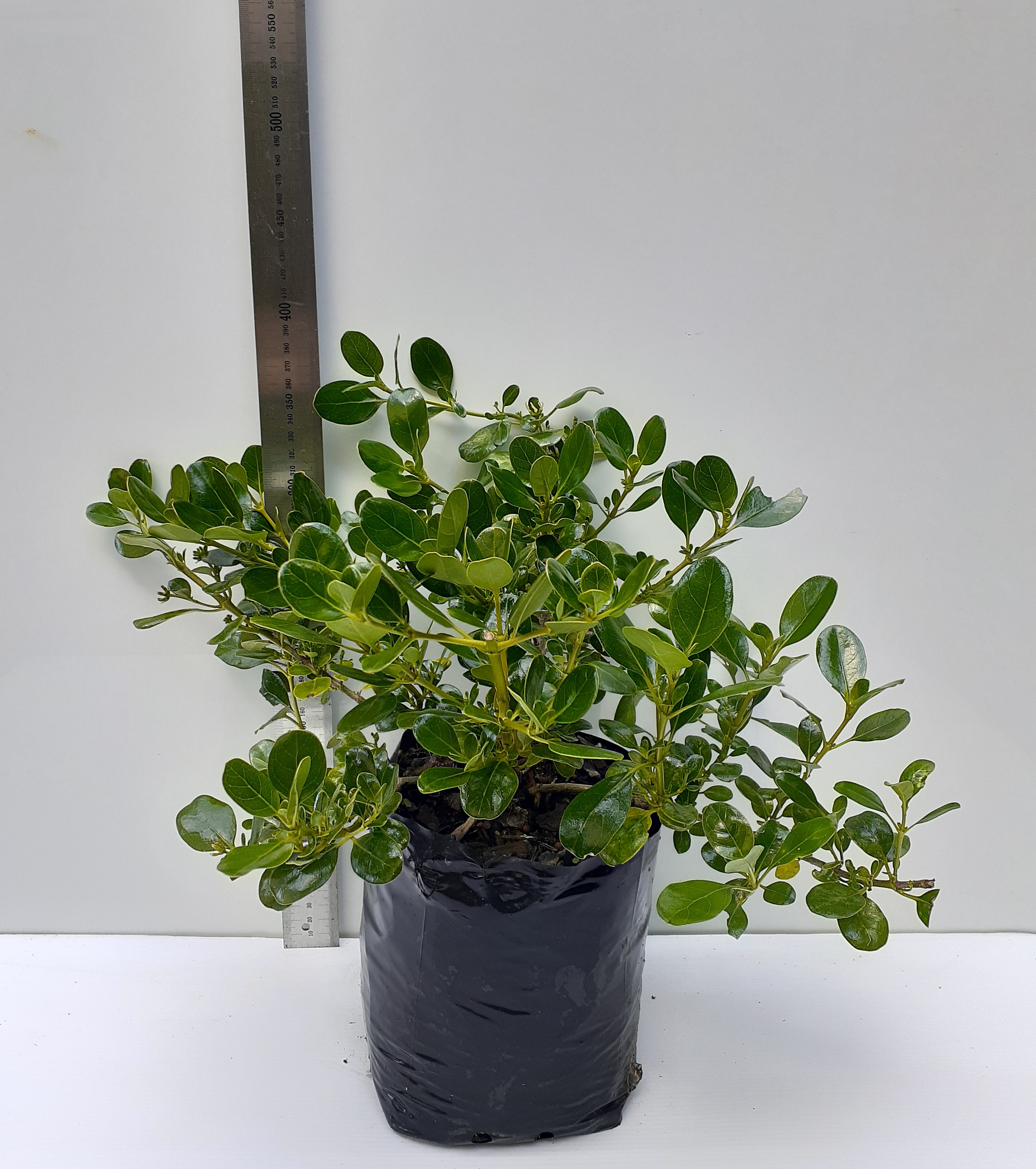 Coprosma ‘Poor Knights’ | Kaipara Coast Plant Centre & Sculpture Gardens