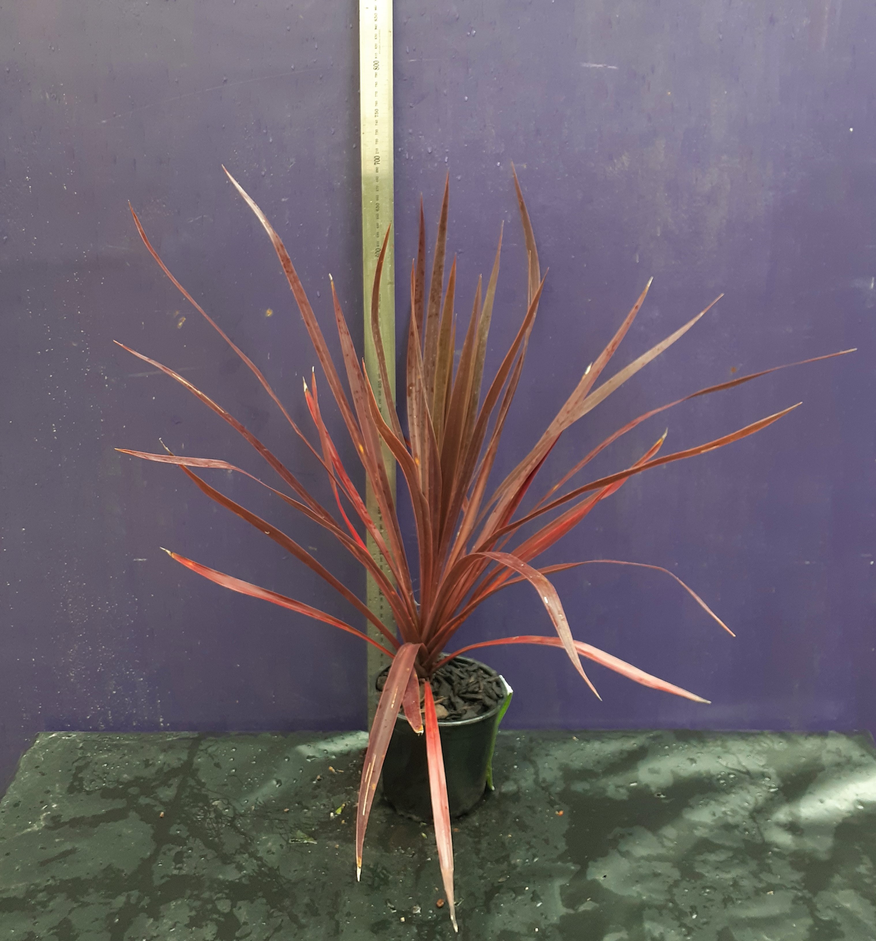 Cordyline Australis ‘Black Knight’ | Kaipara Coast Plant Centre ...