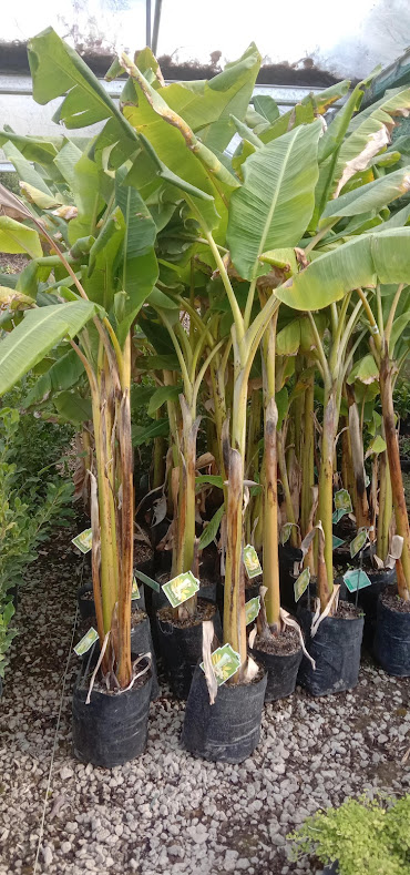 Banana_Misi_luki | Kaipara Coast Plant Centre & Sculpture Gardens