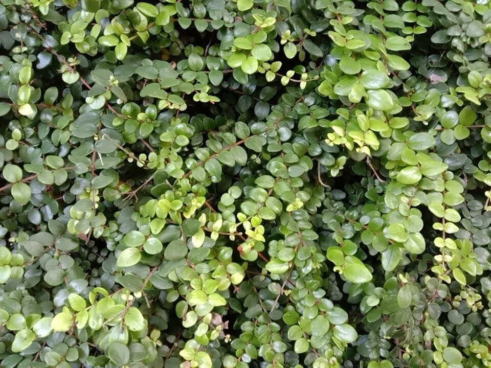 Metrosideros_perforata_leaf | Kaipara Coast Plant Centre & Sculpture ...