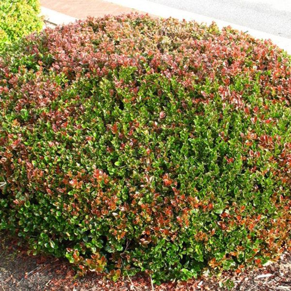 Royena_lucida | Kaipara Coast Plant Centre & Sculpture Gardens
