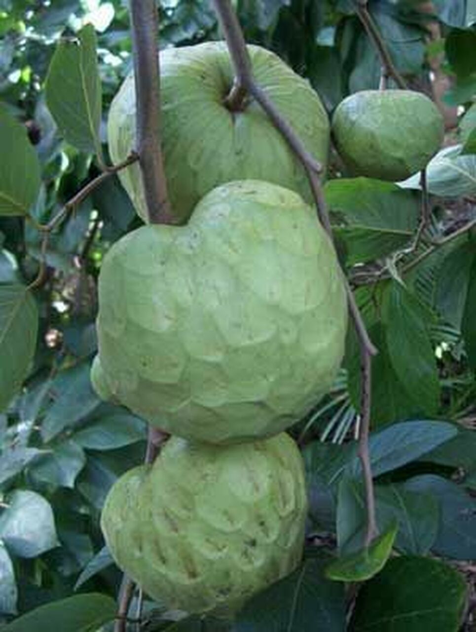 Cherimoya_Canaria – Kaipara Coast Plant Centre & Sculpture Gardens