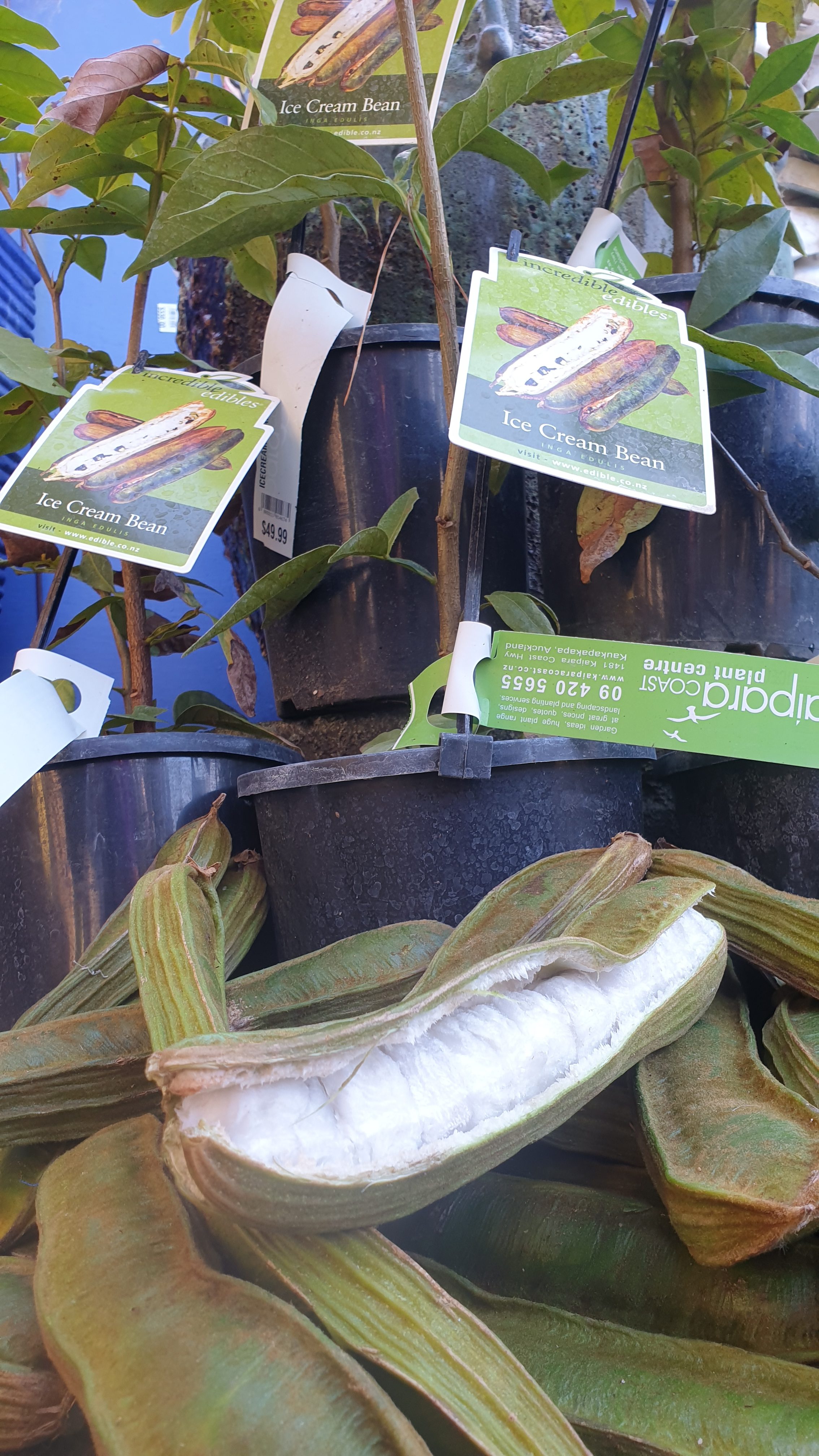 ice creamn bean | Kaipara Coast Plant Centre & Sculpture Gardens