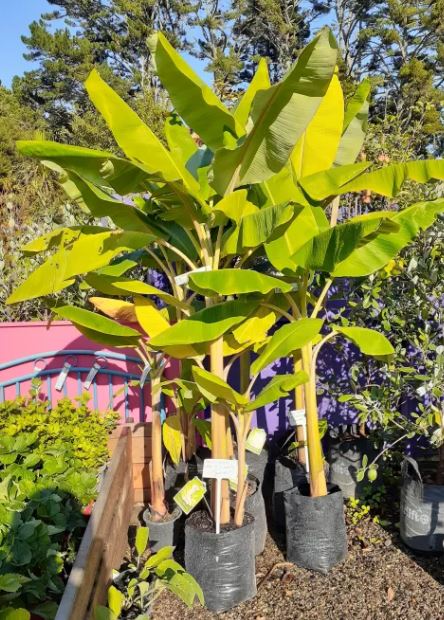 BANANA ‘MISI LUKI’ 1 | Kaipara Coast Plant Centre & Sculpture Gardens