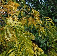 GLEDITSIA ‘RUBY LACE’ 1 | Kaipara Coast Plant Centre & Sculpture Gardens