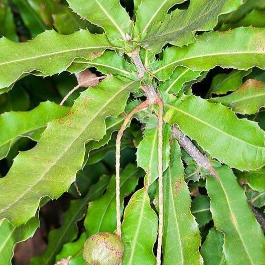 MACADAMIA ‘BEAUMONT’ 1 | Kaipara Coast Plant Centre & Sculpture Gardens