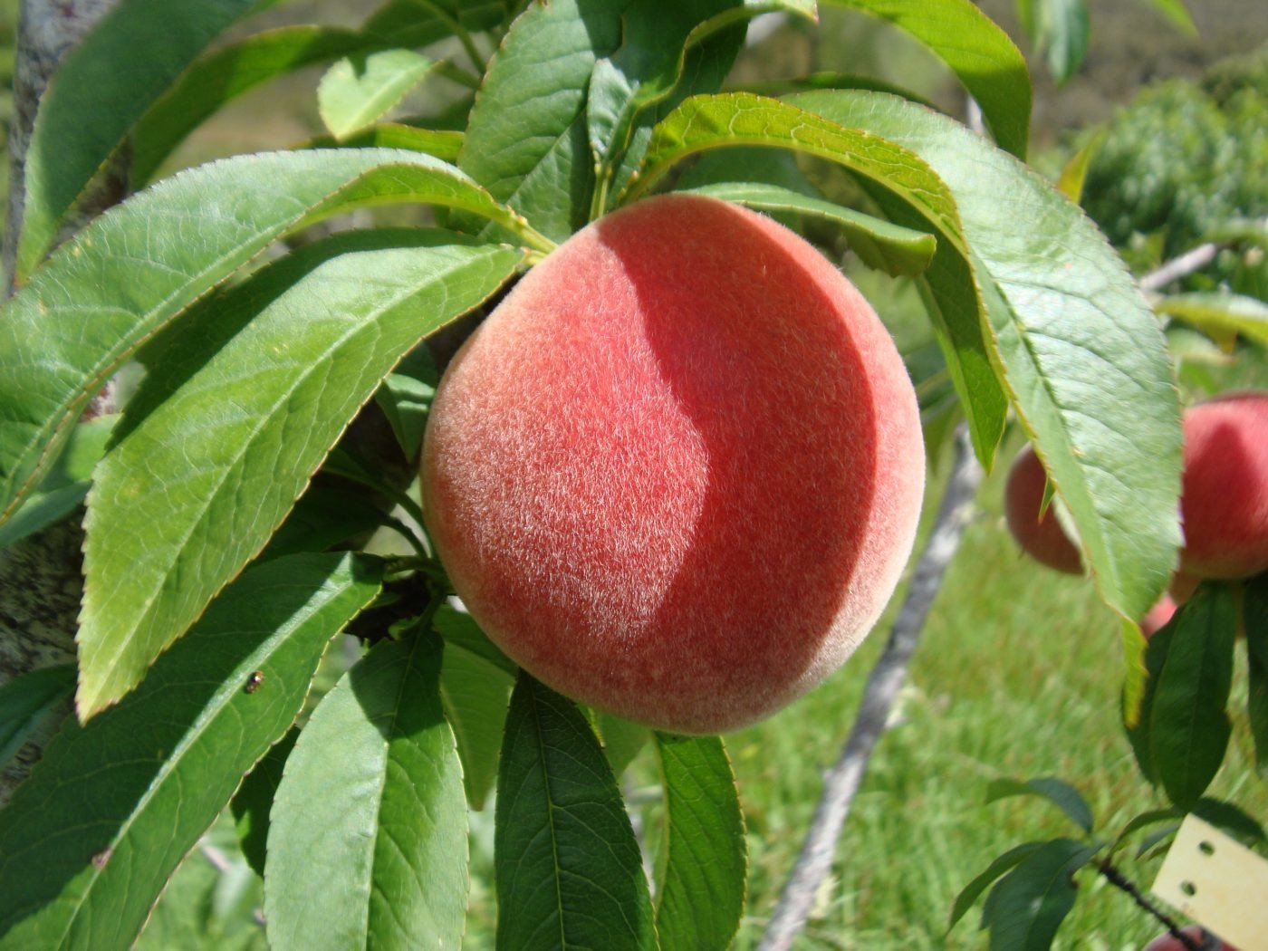 PEACH ‘ORION’ 2 | Kaipara Coast Plant Centre & Sculpture Gardens