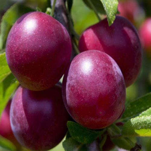 PLUM ANGELENO 1 – Kaipara Coast Plant Centre & Sculpture Gardens