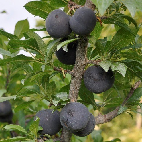 PLUMCOT ‘SPRING SATIN’ 1 | Kaipara Coast Plant Centre & Sculpture Gardens