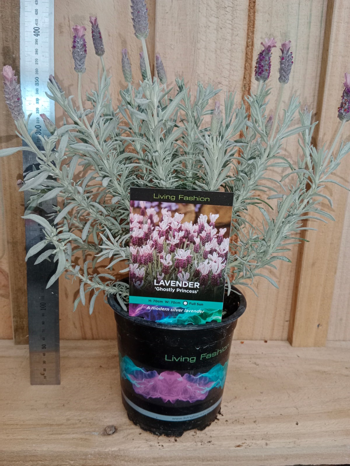 Lavender_ghostlyprincess1.5L | Kaipara Coast Plant Centre & Sculpture ...
