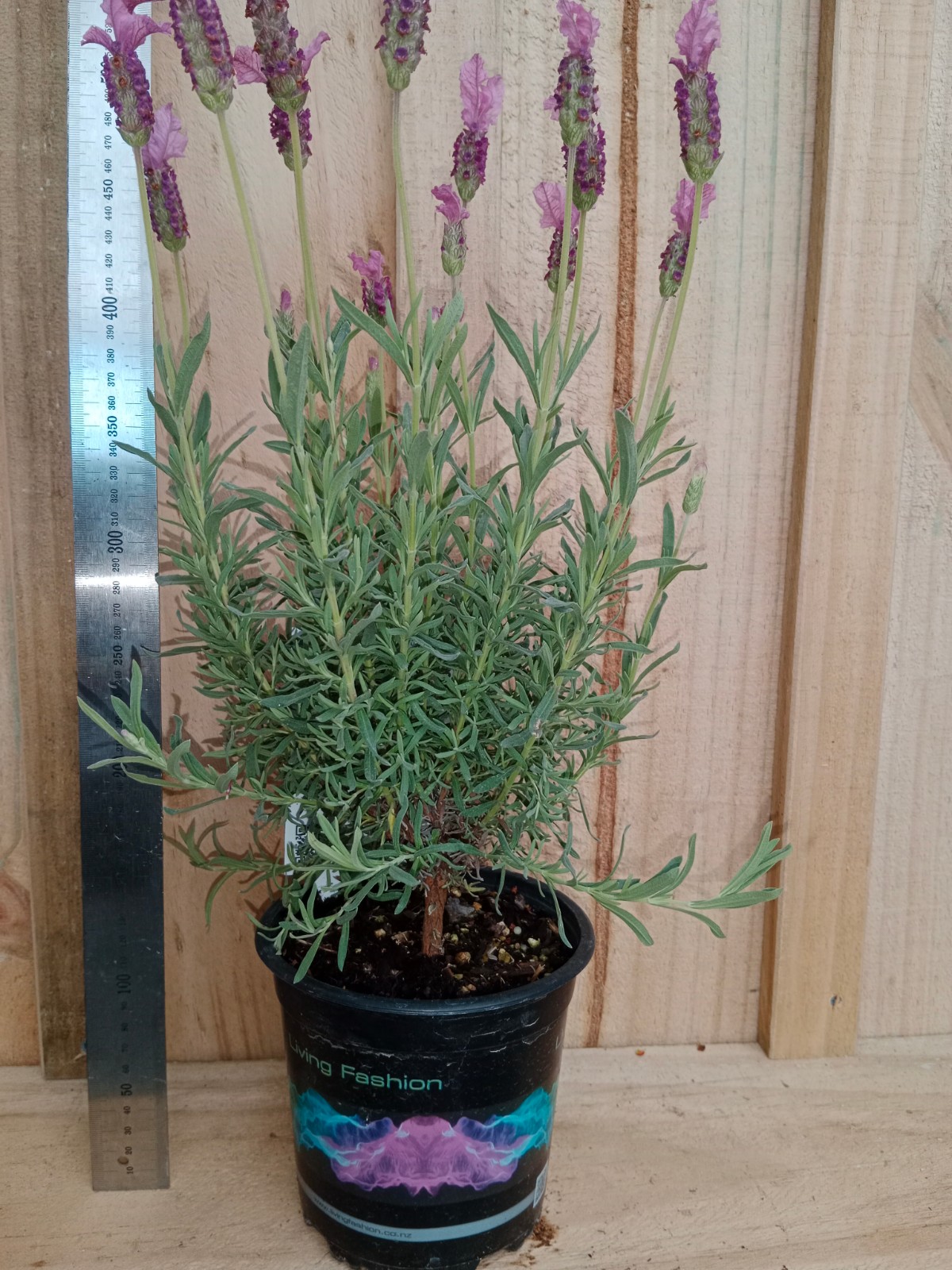 Lavender_theprincess1.5L | Kaipara Coast Plant Centre & Sculpture Gardens