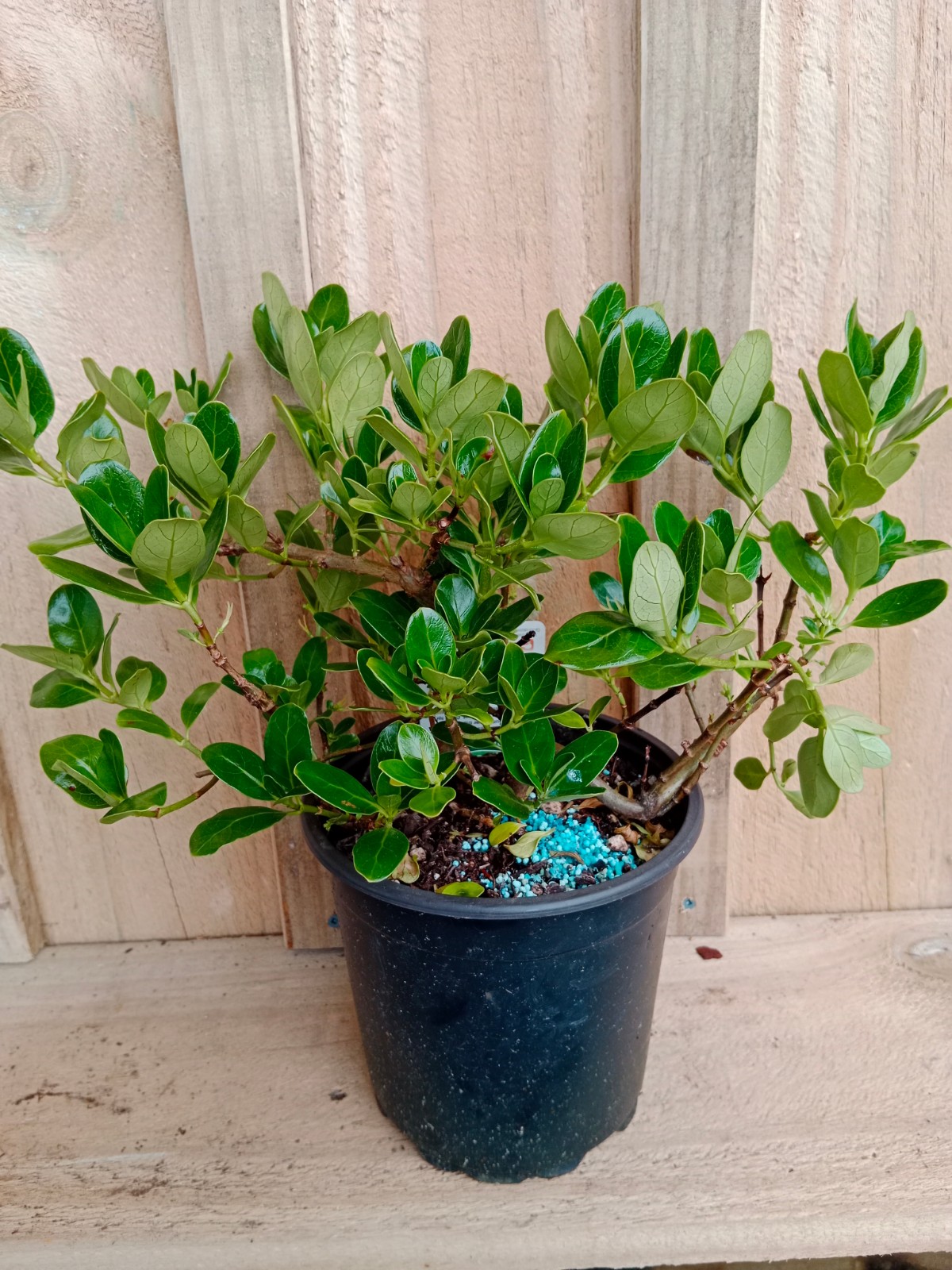 Coprosma_poor_knights_2.5L | Kaipara Coast Plant Centre & Sculpture Gardens