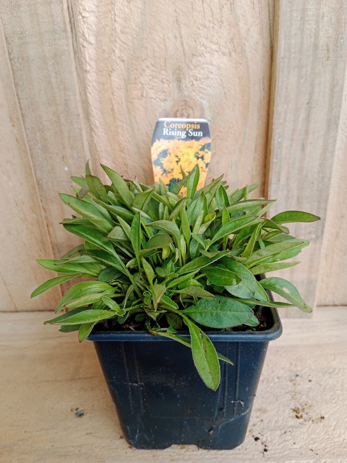 Coreopsis_Rising_Sun_1.5L | Kaipara Coast Plant Centre & Sculpture Gardens
