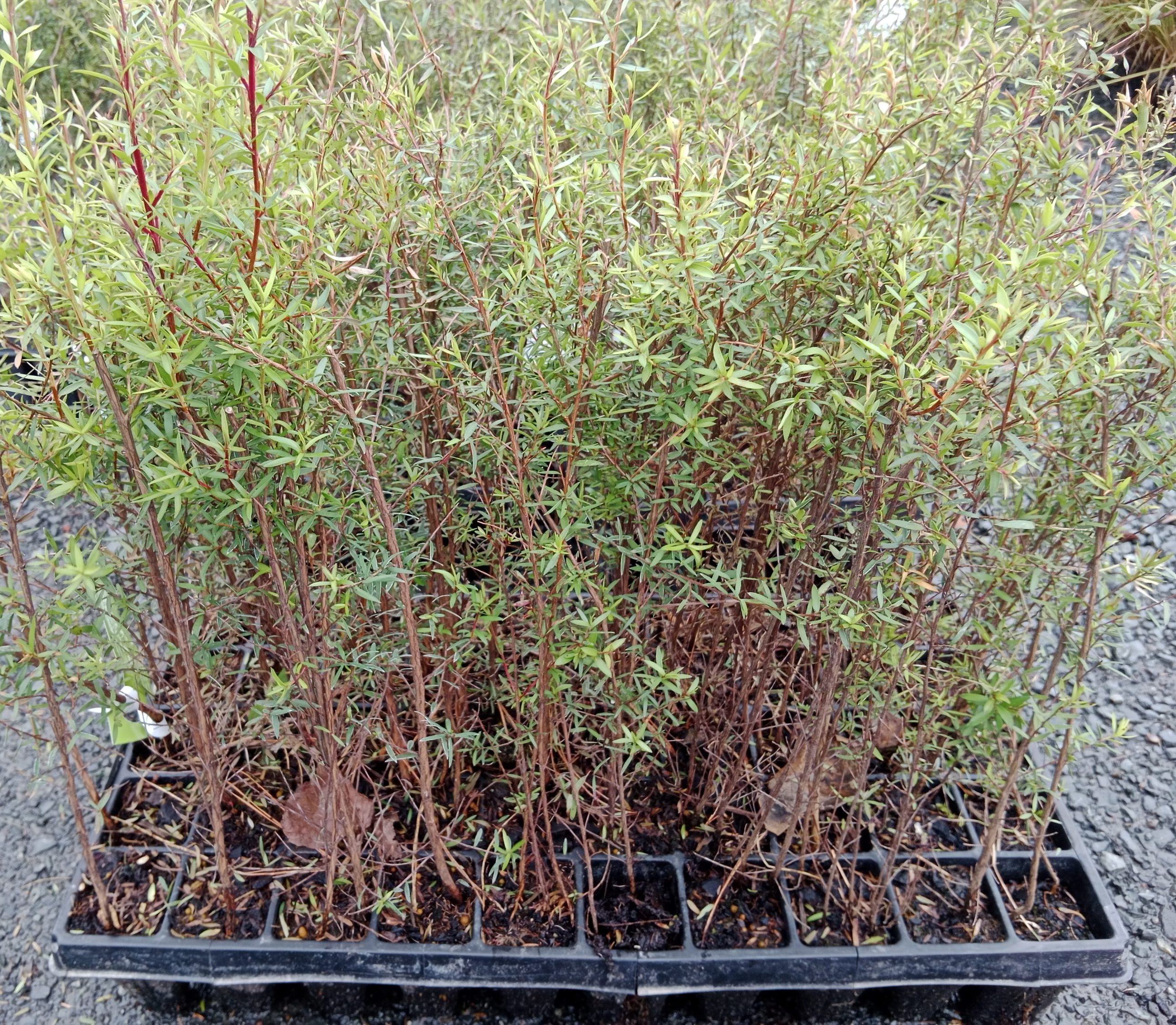Leptospermum_scoparium | Kaipara Coast Plant Centre & Sculpture Gardens