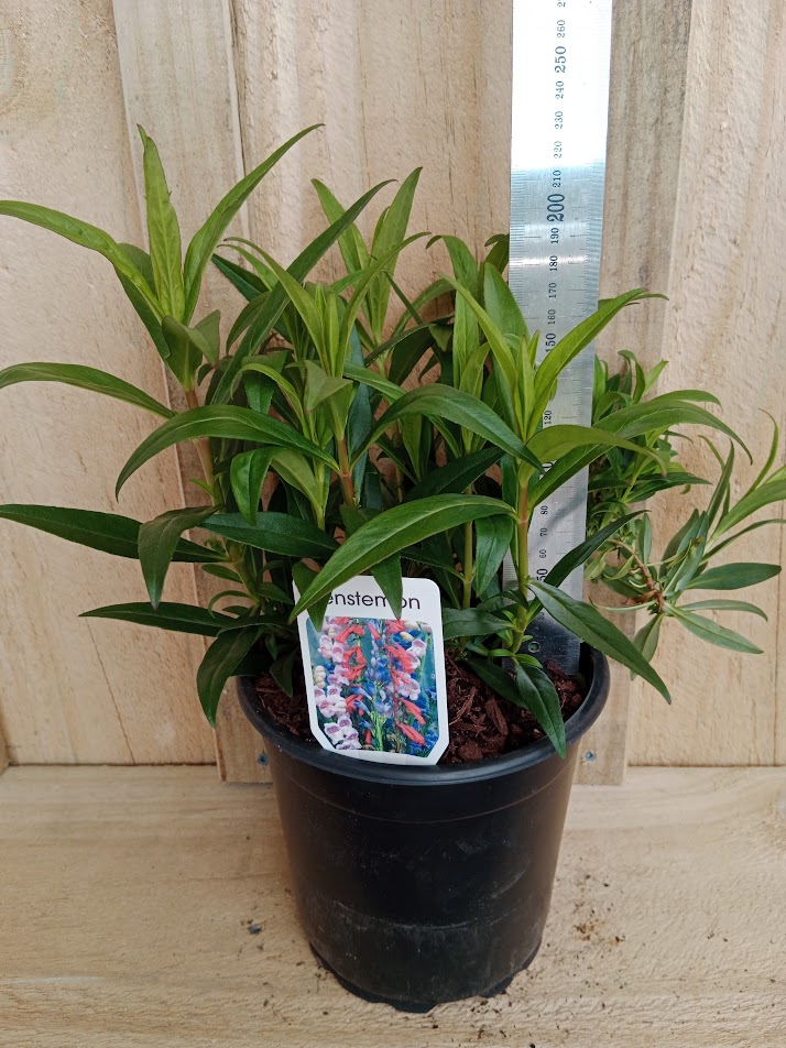 Penstemon_charles_rudd | Kaipara Coast Plant Centre & Sculpture Gardens