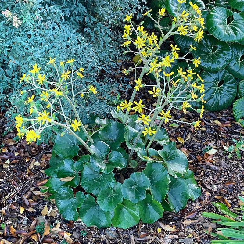 Ligularia_rukuhia_beauty | Kaipara Coast Plant Centre & Sculpture Gardens