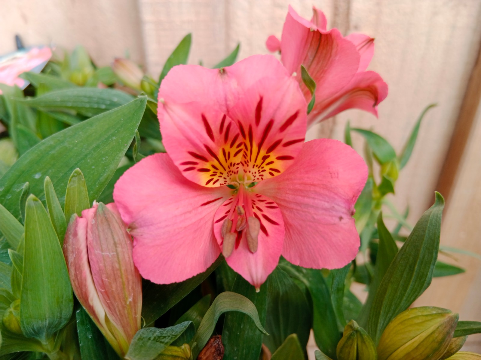 Alstromeria_Eliane_flower | Kaipara Coast Plant Centre & Sculpture Gardens