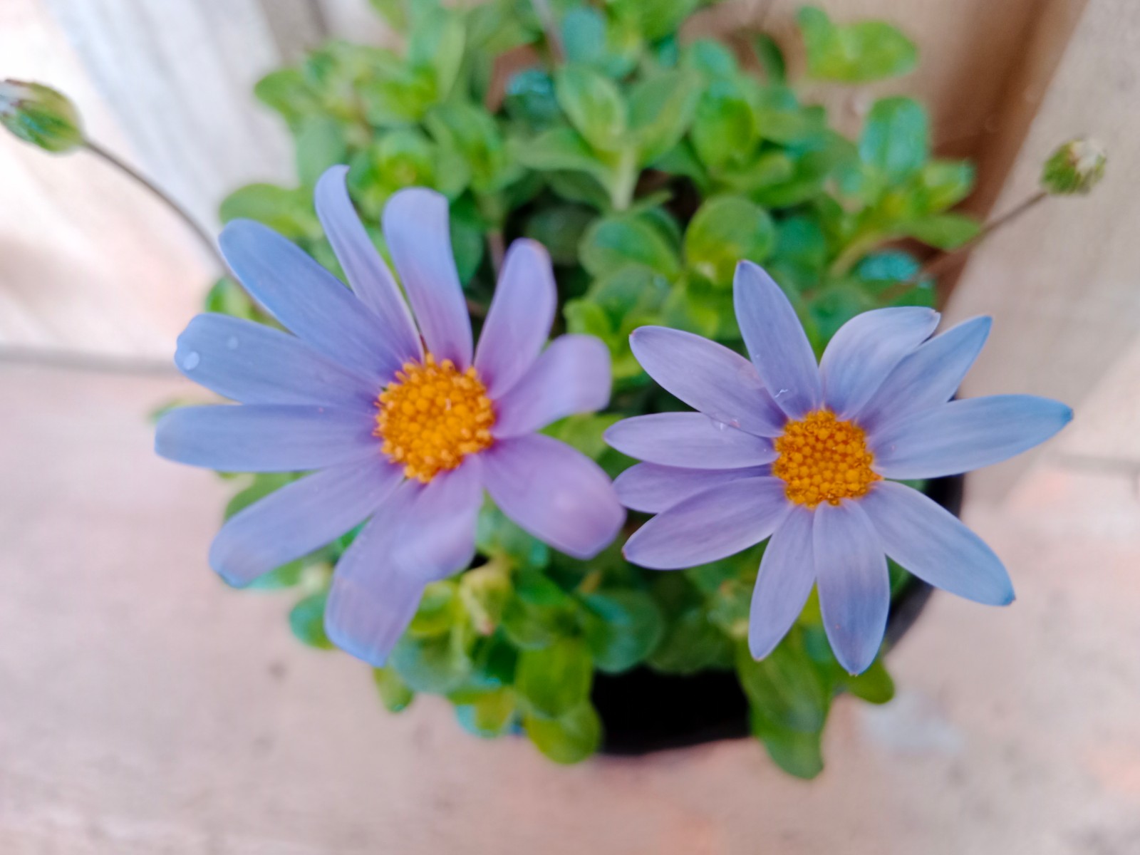 Felicia_blue_jay_flower | Kaipara Coast Plant Centre & Sculpture Gardens