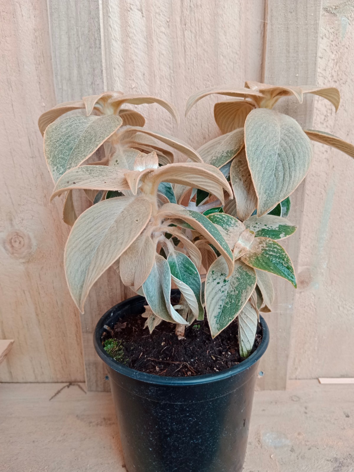 Strobilanthus_gossypinus_3.5L | Kaipara Coast Plant Centre & Sculpture ...