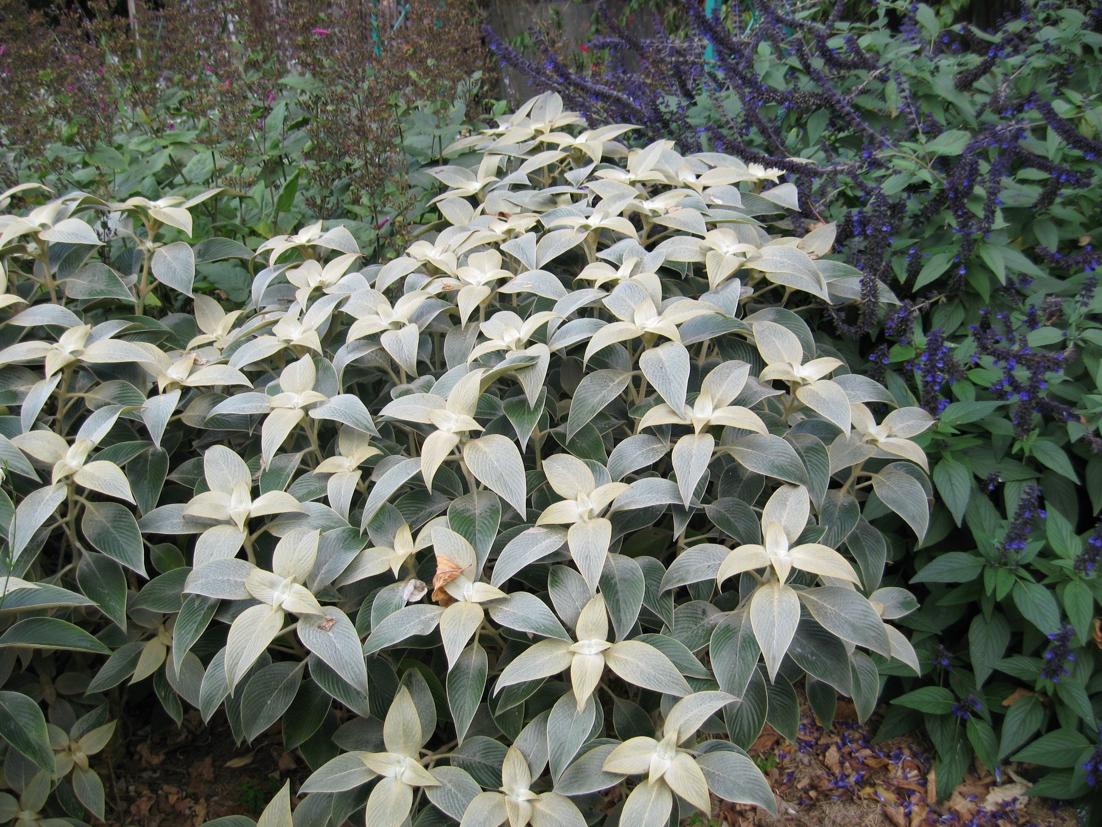 Strobilanthus_gossypinus_plant | Kaipara Coast Plant Centre & Sculpture ...