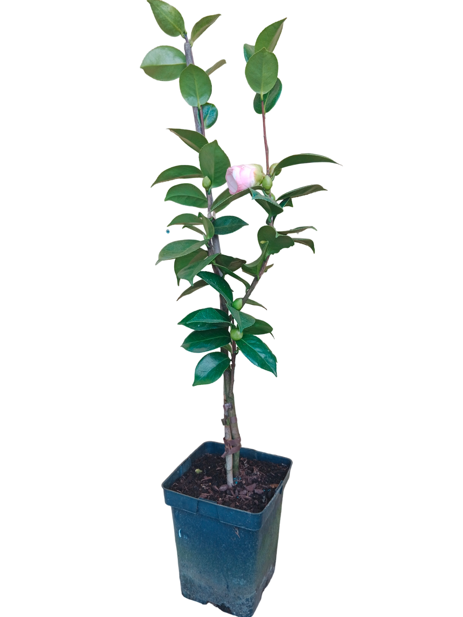Camellia_desire_plant – Kaipara Coast Plant Centre & Sculpture Gardens