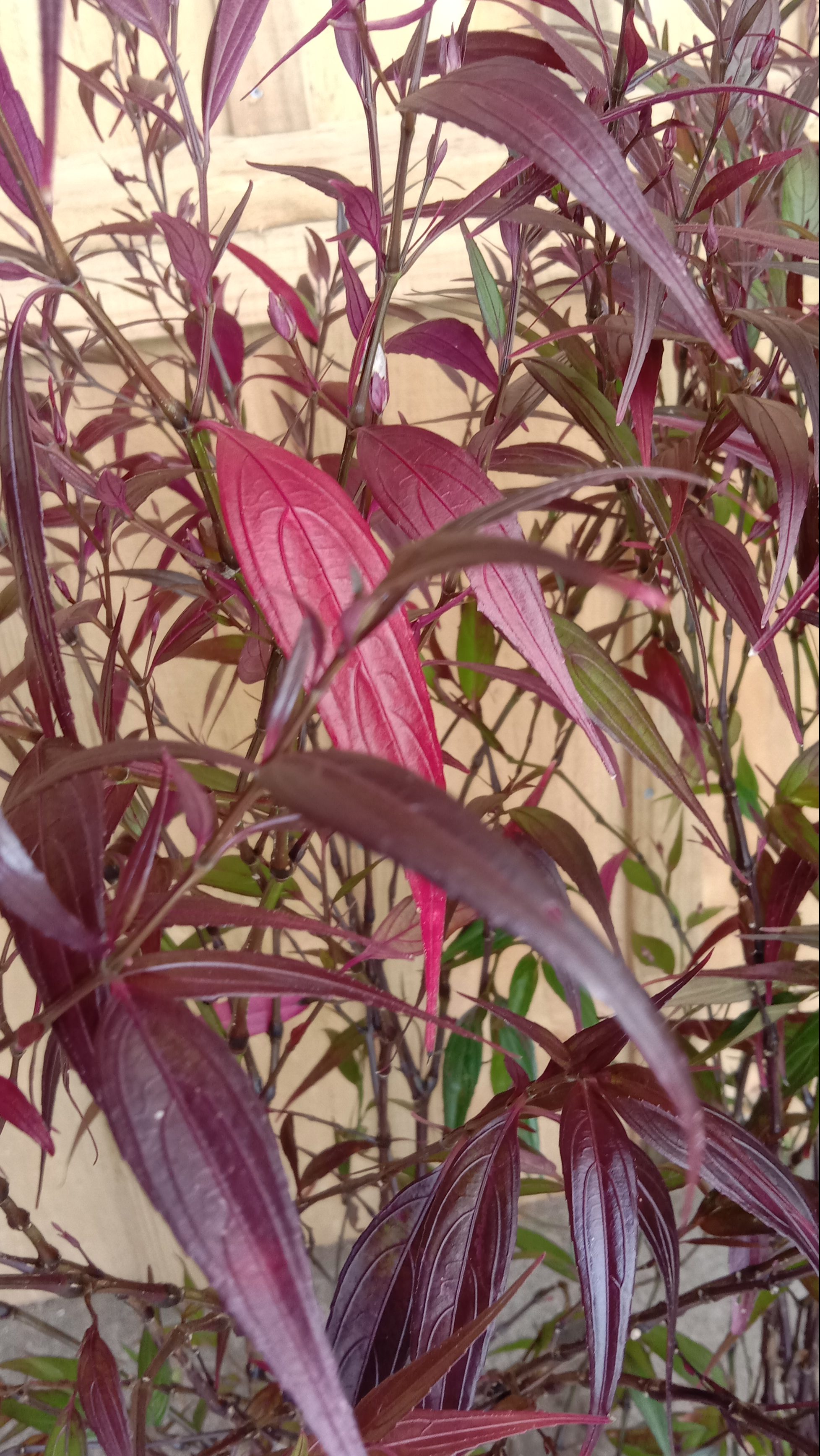 STROBILANTHES ANISOPHYLLUS 3L $15.99 | Kaipara Coast Plant Centre ...