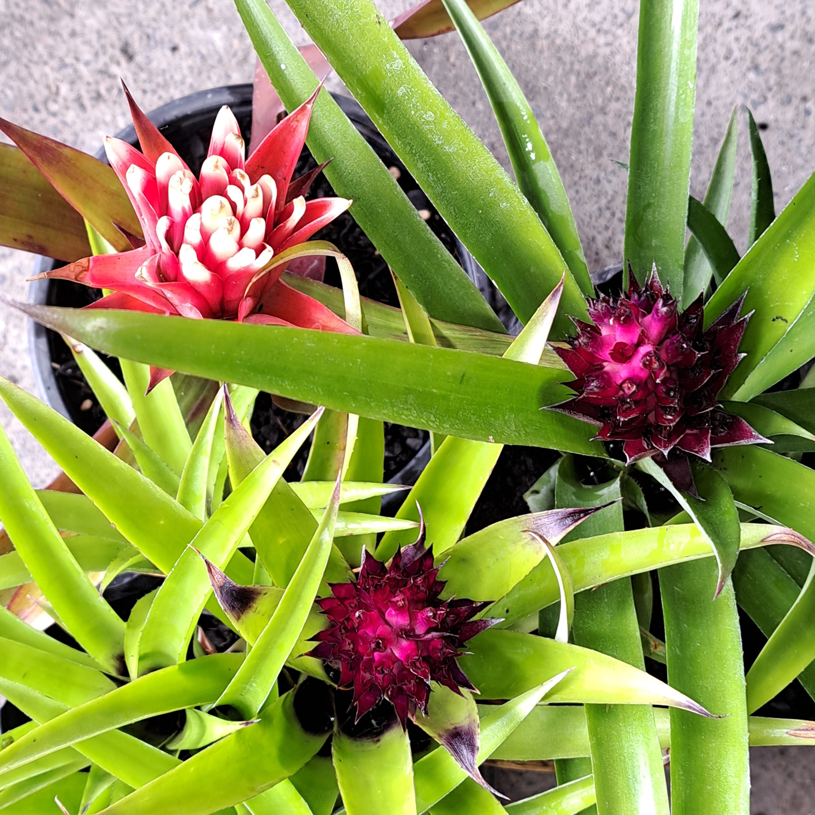 bromeliad_assortedflowers | Kaipara Coast Plant Centre & Sculpture Gardens