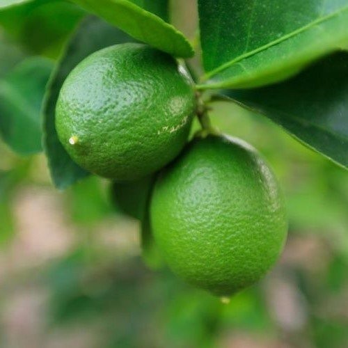 Lime_Sublime_fruit | Kaipara Coast Plant Centre & Sculpture Gardens