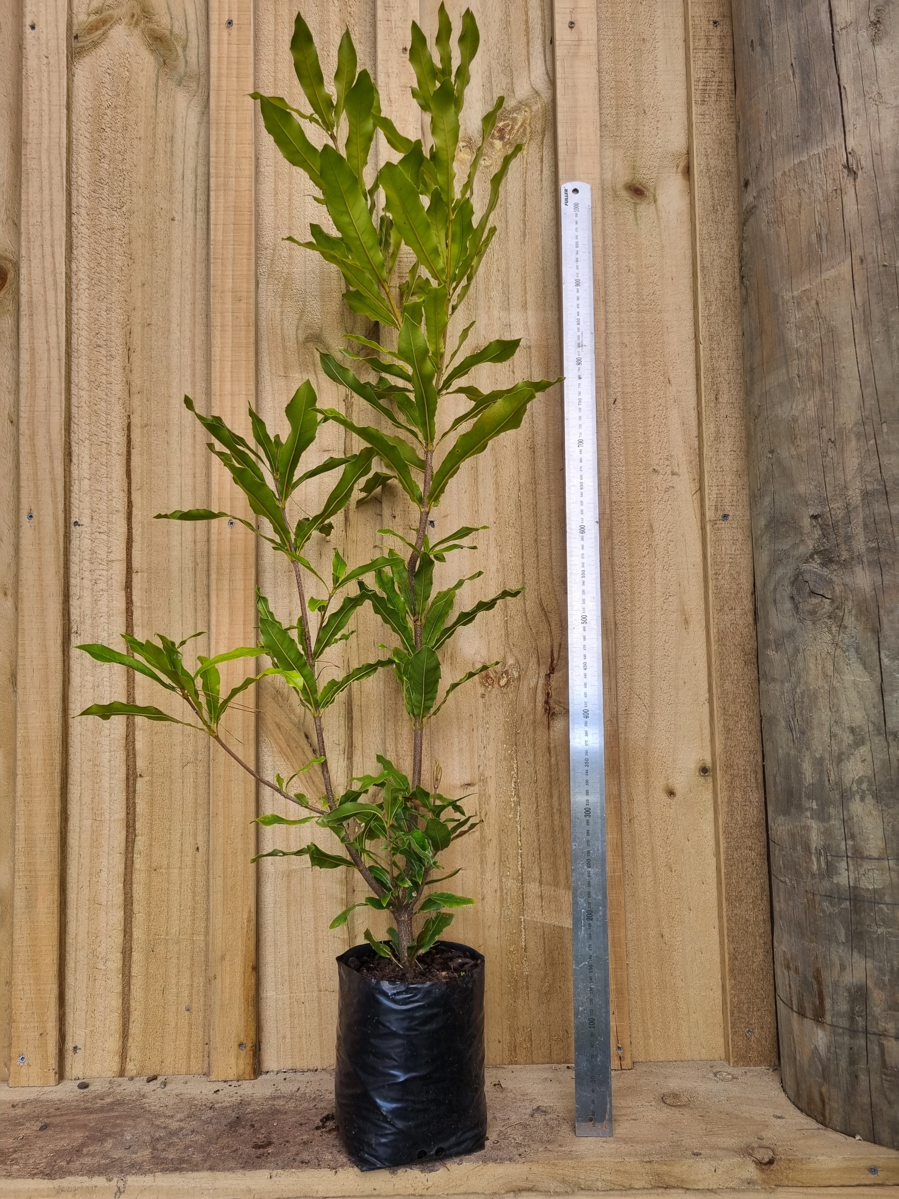 Macadamia_beaumont_4l | Kaipara Coast Plant Centre & Sculpture Gardens