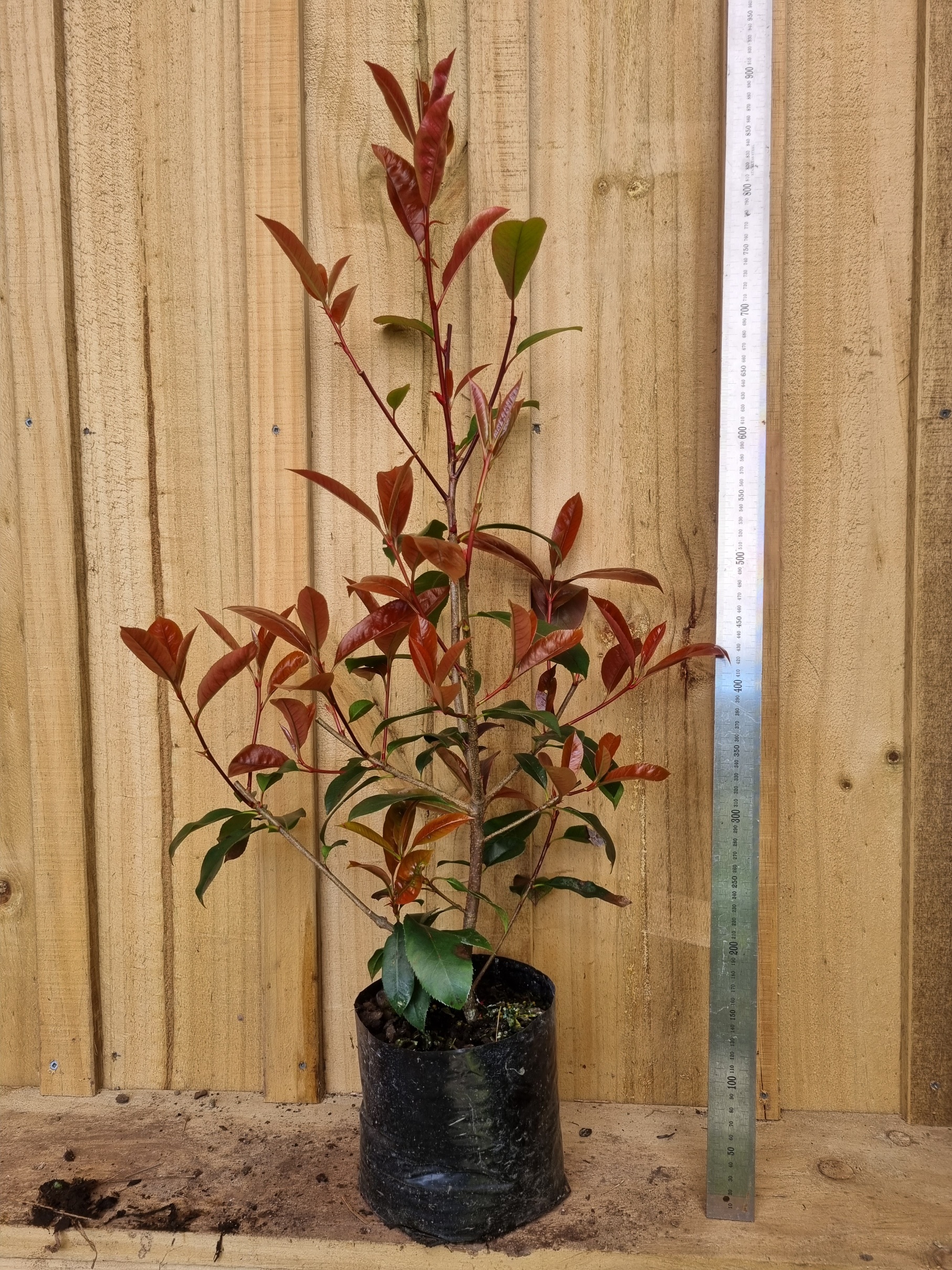 Photinia_robusta_3l – Kaipara Coast Plant Centre & Sculpture Gardens