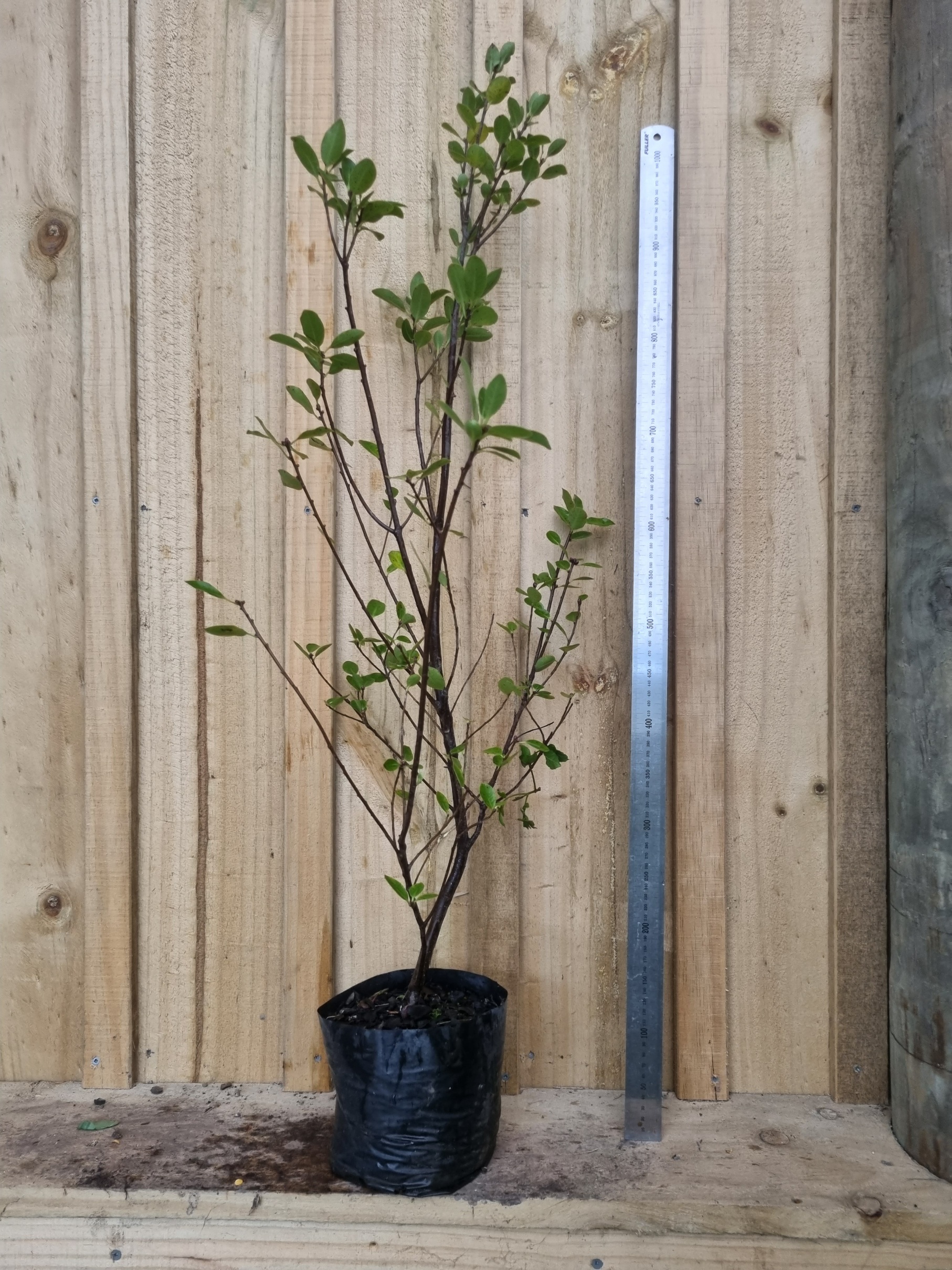 Pittosporum_stephens_island_3l | Kaipara Coast Plant Centre & Sculpture ...
