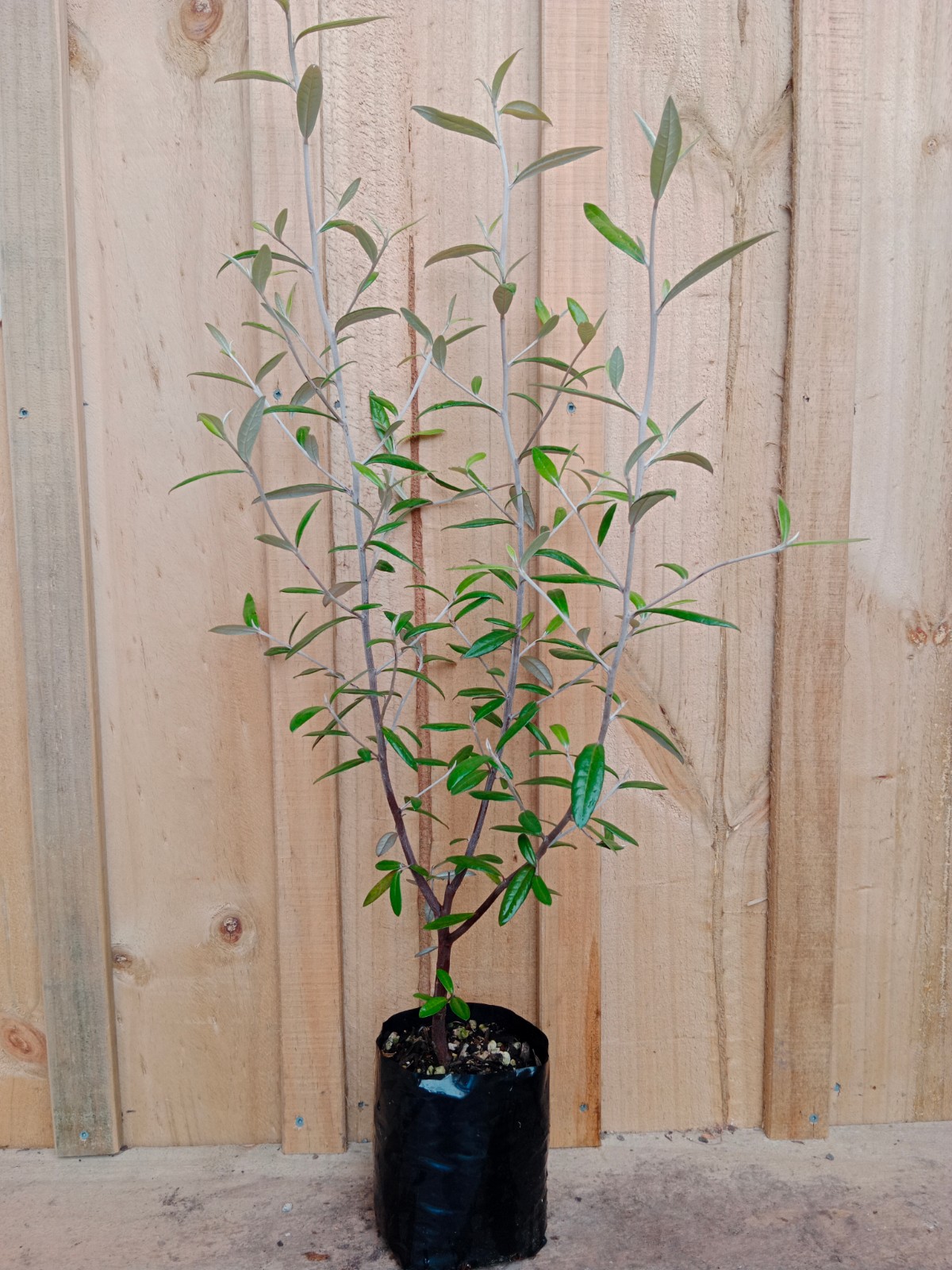 COROKIA_BUDDLEIOIDES | Kaipara Coast Plant Centre & Sculpture Gardens