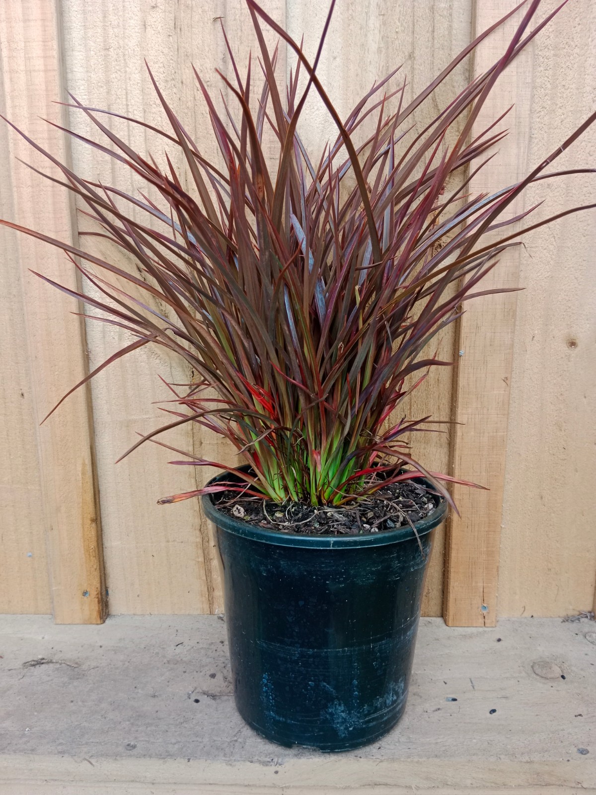Phormium_Dwarf_Red_4L | Kaipara Coast Plant Centre & Sculpture Gardens