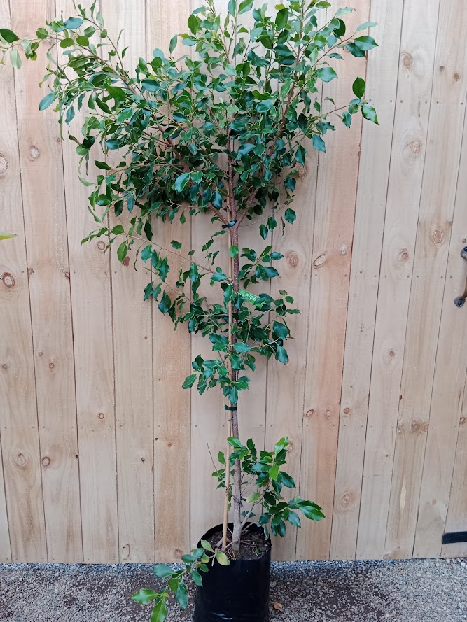 Ficus_tuffi_17L | Kaipara Coast Plant Centre & Sculpture Gardens