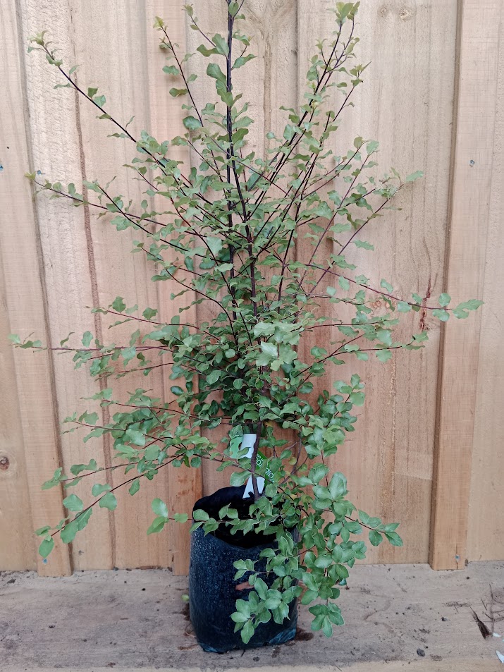 Pittosporum_wrinkle_blue_3L – Kaipara Coast Plant Centre & Sculpture ...
