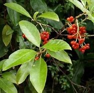 Coprosma_Grandifolia | Kaipara Coast Plant Centre & Sculpture Gardens
