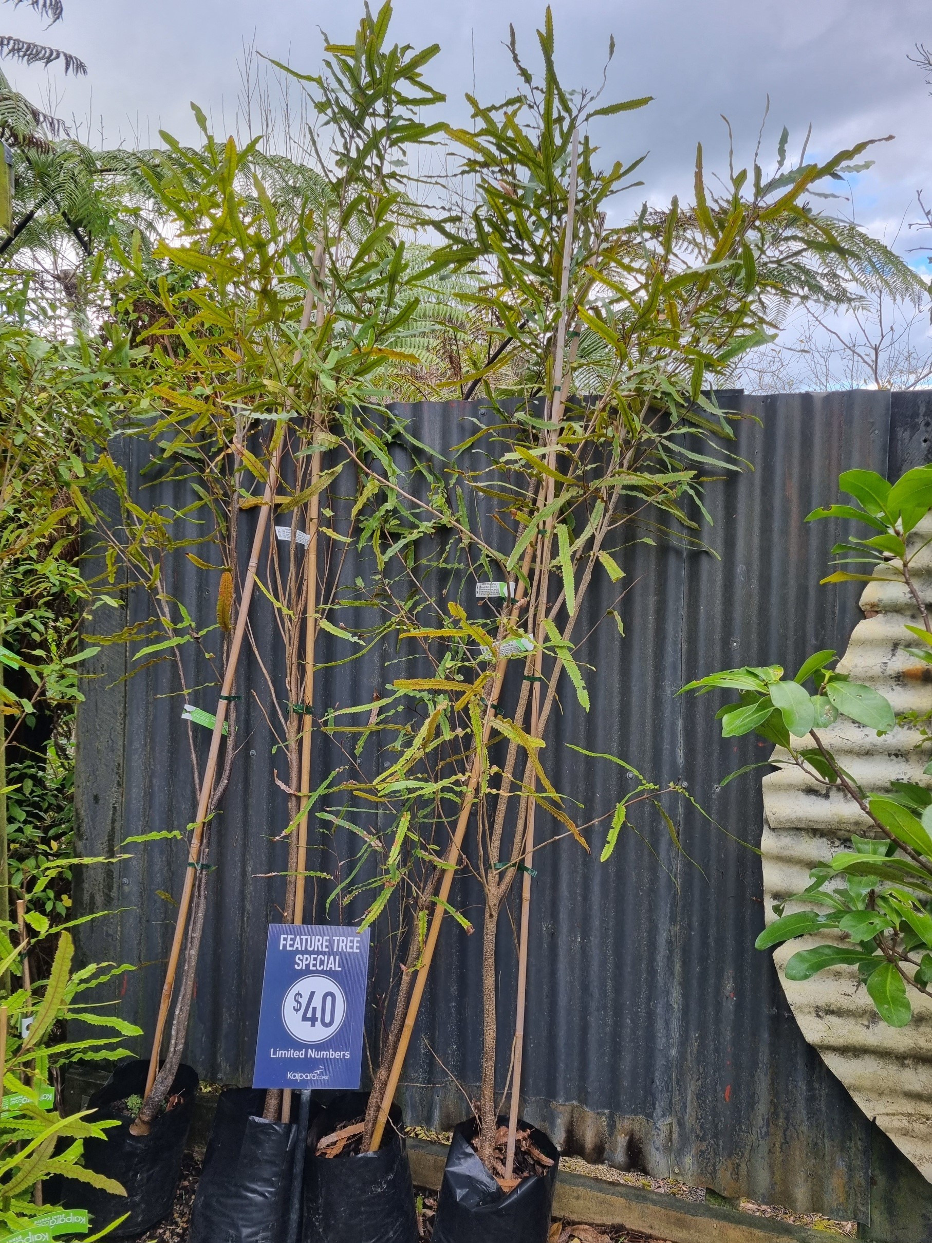 Knightia_Excelsa_17L_Special | Kaipara Coast Plant Centre & Sculpture ...