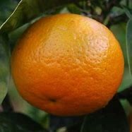 Orange_Best_Seedless | Kaipara Coast Plant Centre & Sculpture Gardens