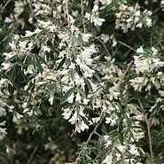 Tagasaste_Tree_Lucerne | Kaipara Coast Plant Centre & Sculpture Gardens