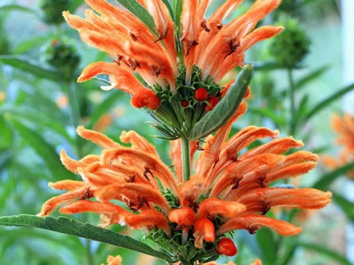 Leonotis-leonurus | Kaipara Coast Plant Centre & Sculpture Gardens
