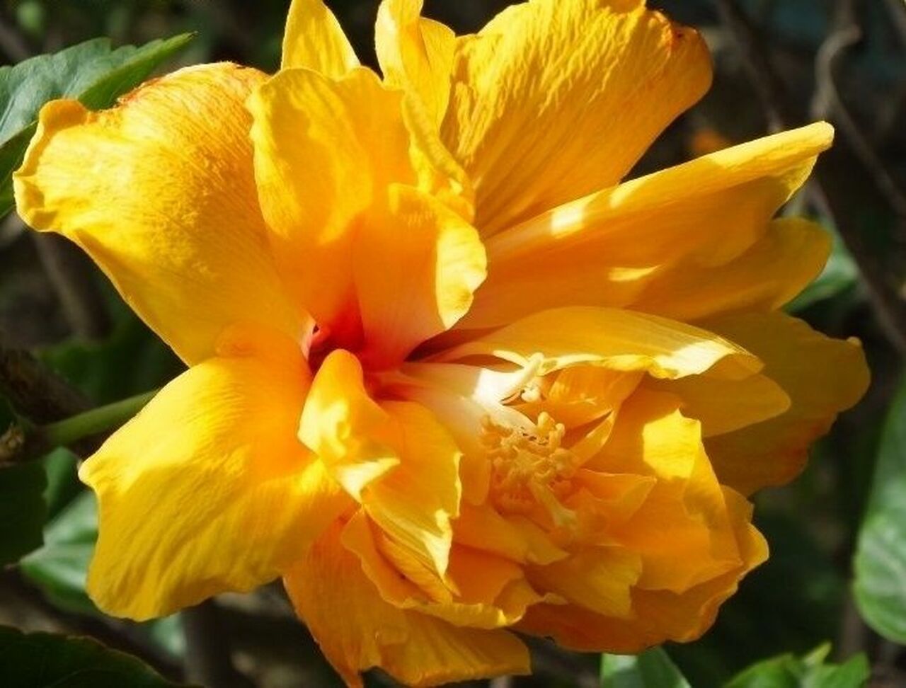 Hibiscus-Gold-Sovereign-Flower – Kaipara Coast Plant Centre & Sculpture ...