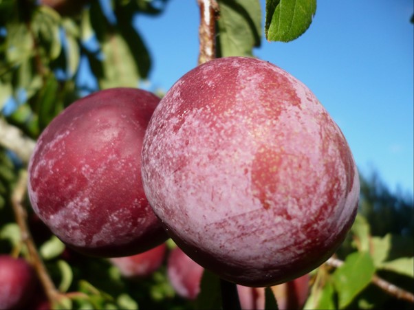 Plum_Sultan | Kaipara Coast Plant Centre & Sculpture Gardens